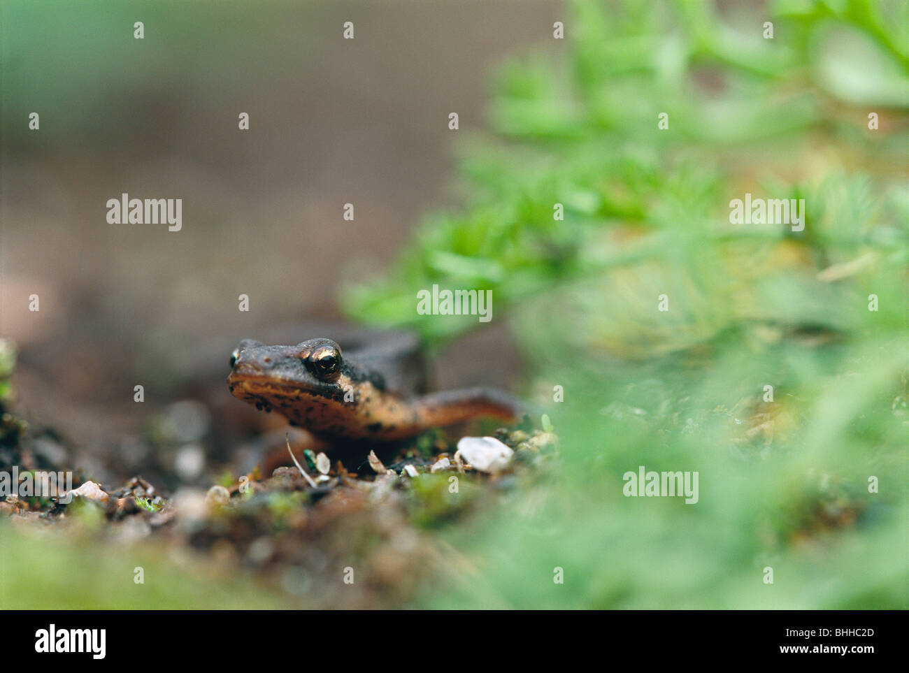 Peninsula newt hi-res stock photography and images - Alamy