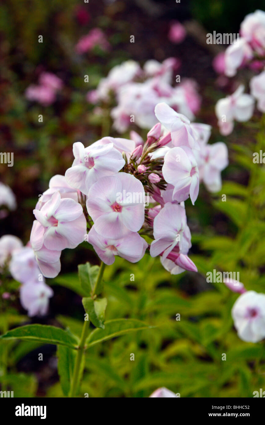 Rosa goliath hi-res stock photography and images - Alamy