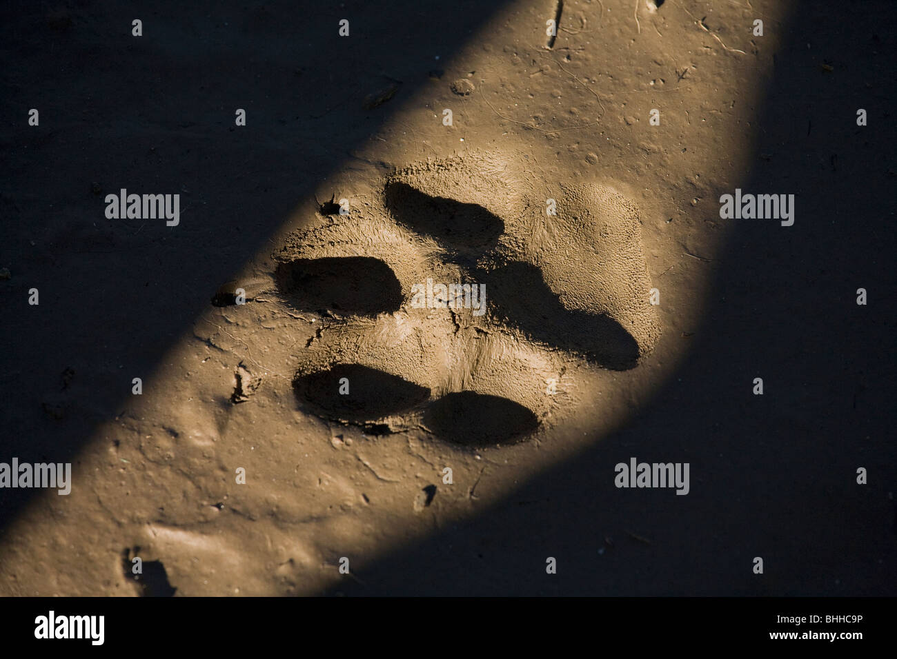 Wolf footprint hi-res stock photography and images - Alamy