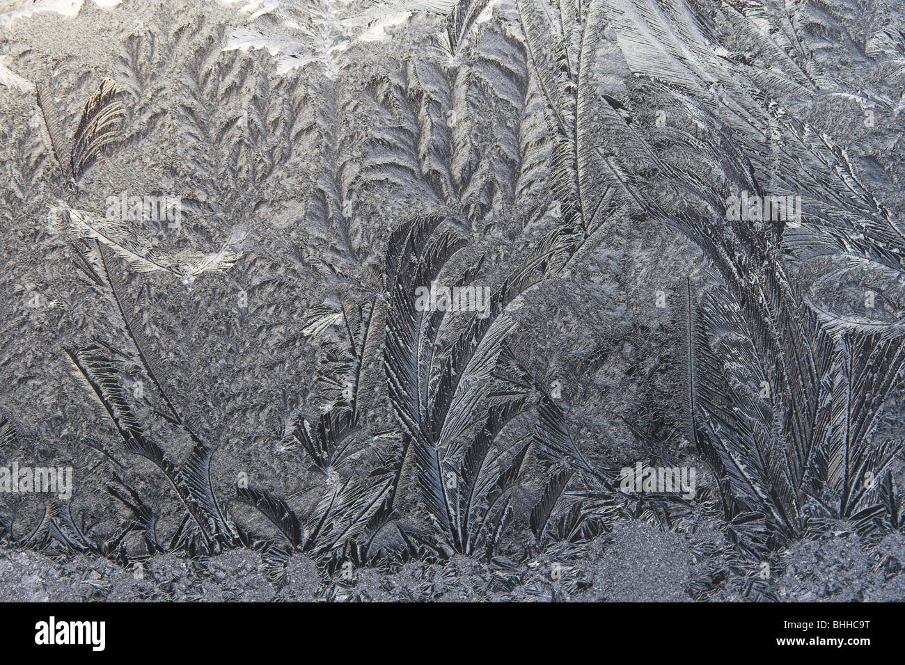 Frost formation crystals on window pane showing leaf and fern patterns ...