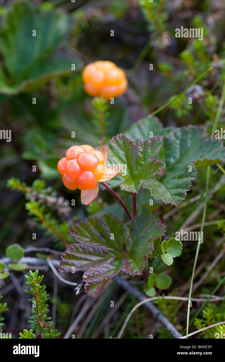 Cloudberries hi-res stock photography and images - Alamy