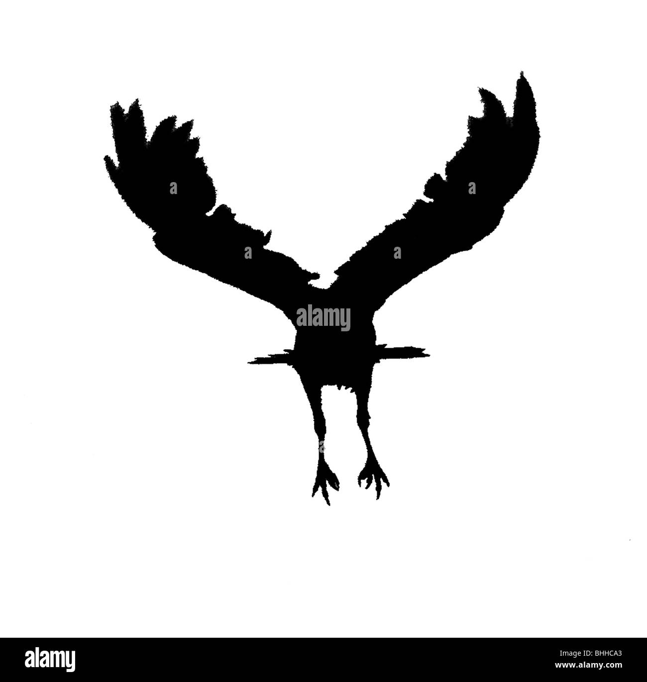 Raven bird image Cut Out Stock Images & Pictures - Alamy