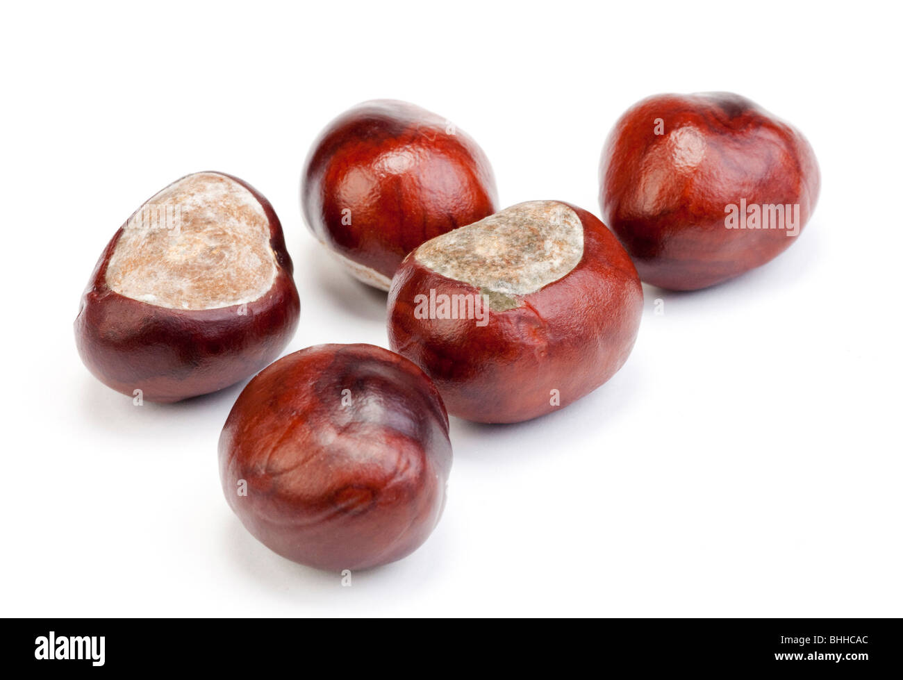 horse chestnuts / conkers Stock Photo - Alamy