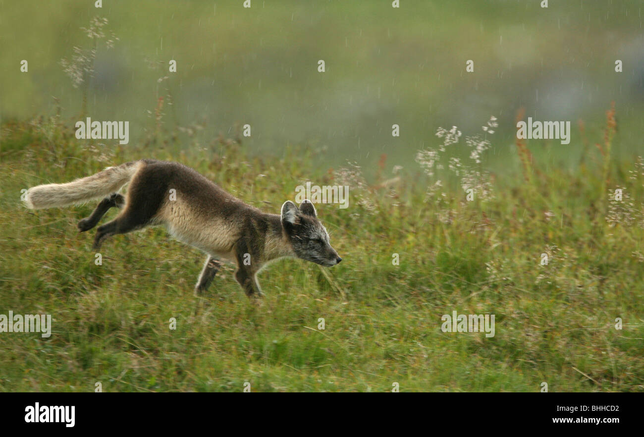 Arctic fox, Jamtland, Sweden Stock Photo - Alamy