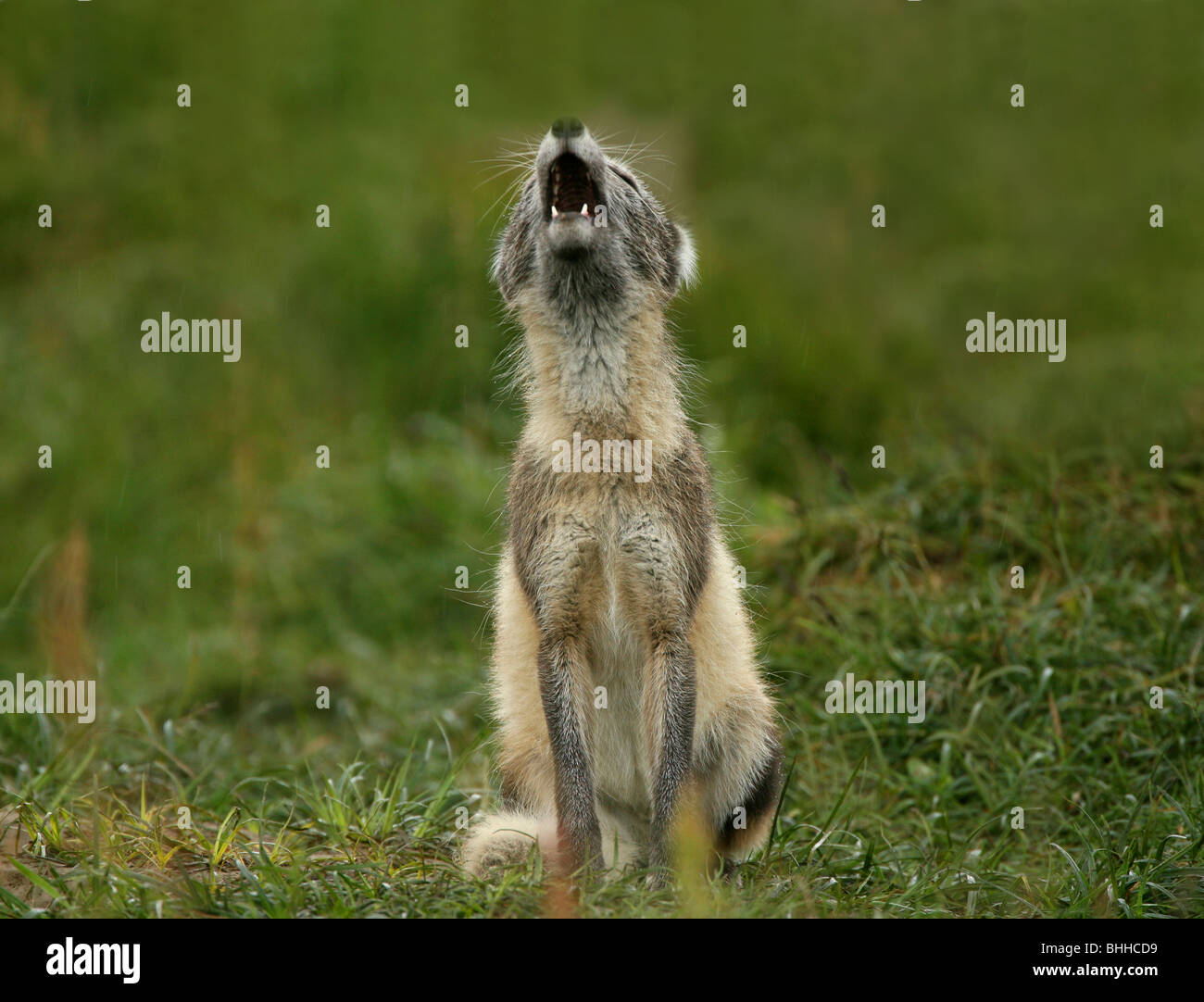 Arctic fox, Jamtland, Sweden Stock Photo - Alamy