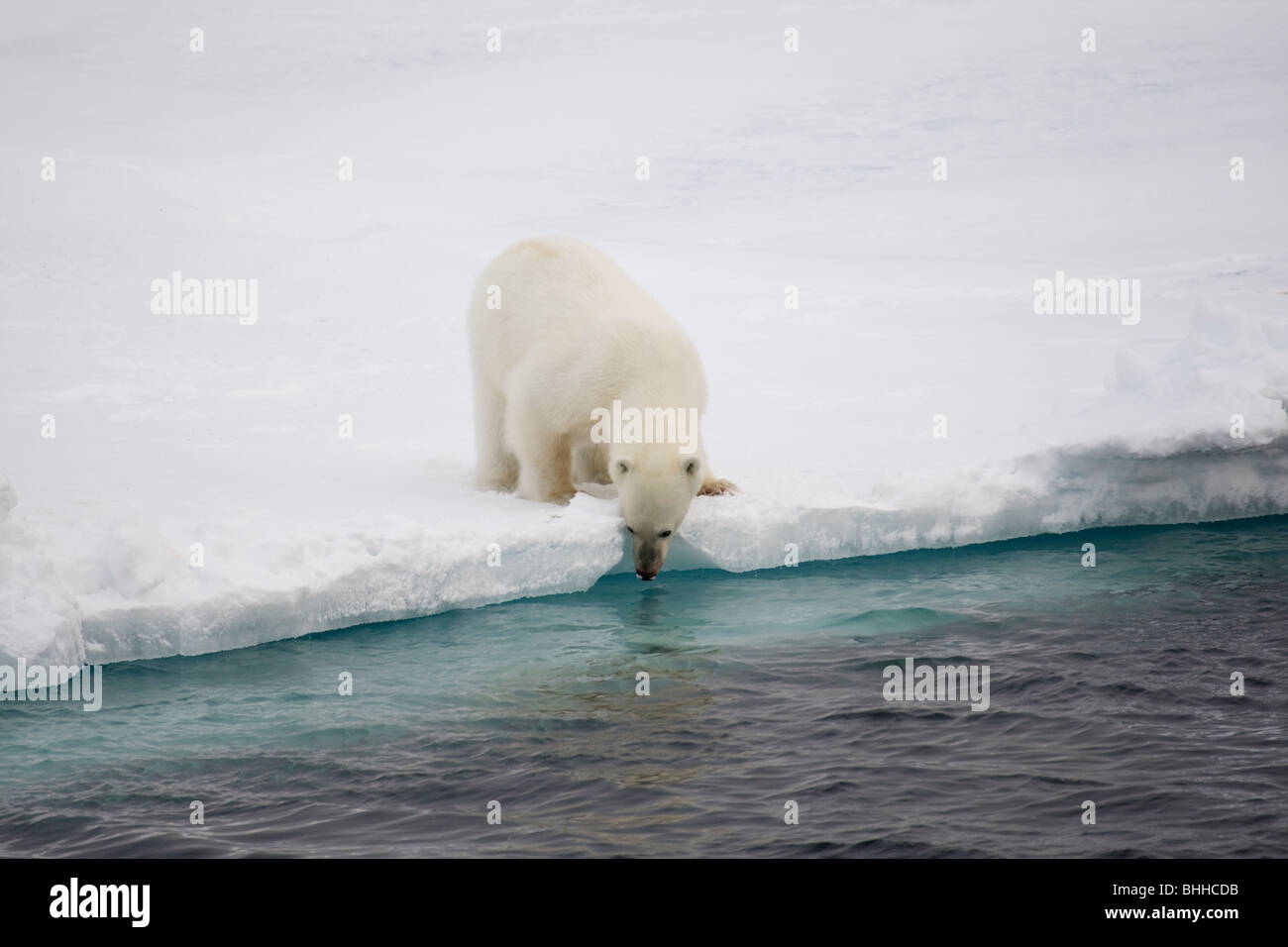 A polar bear drinking water, Spitsbergen, Svalbard, Norway Stock Photo - Alamy