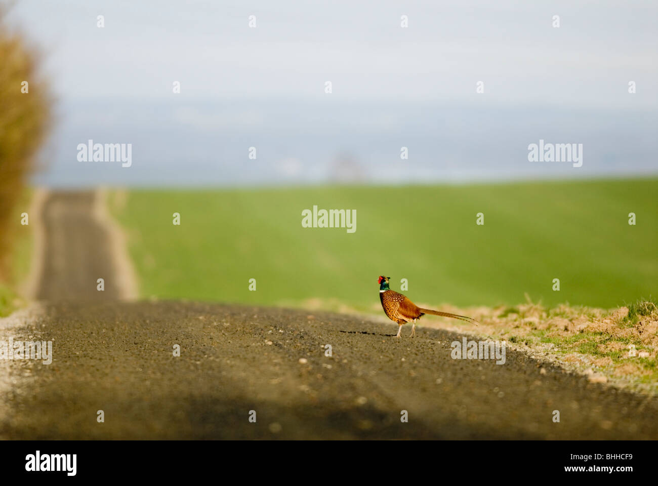 Pheasant tracks hi-res stock photography and images - Alamy
