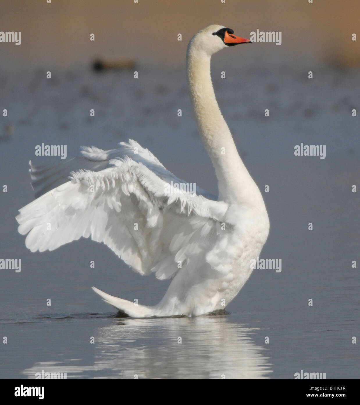 Flapping wings side view hi-res stock photography and images - Alamy
