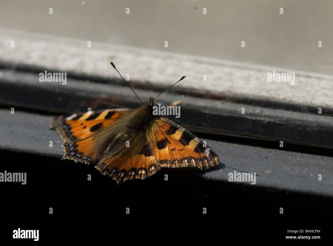 Tortoiseshell colors hi-res stock photography and images - Alamy