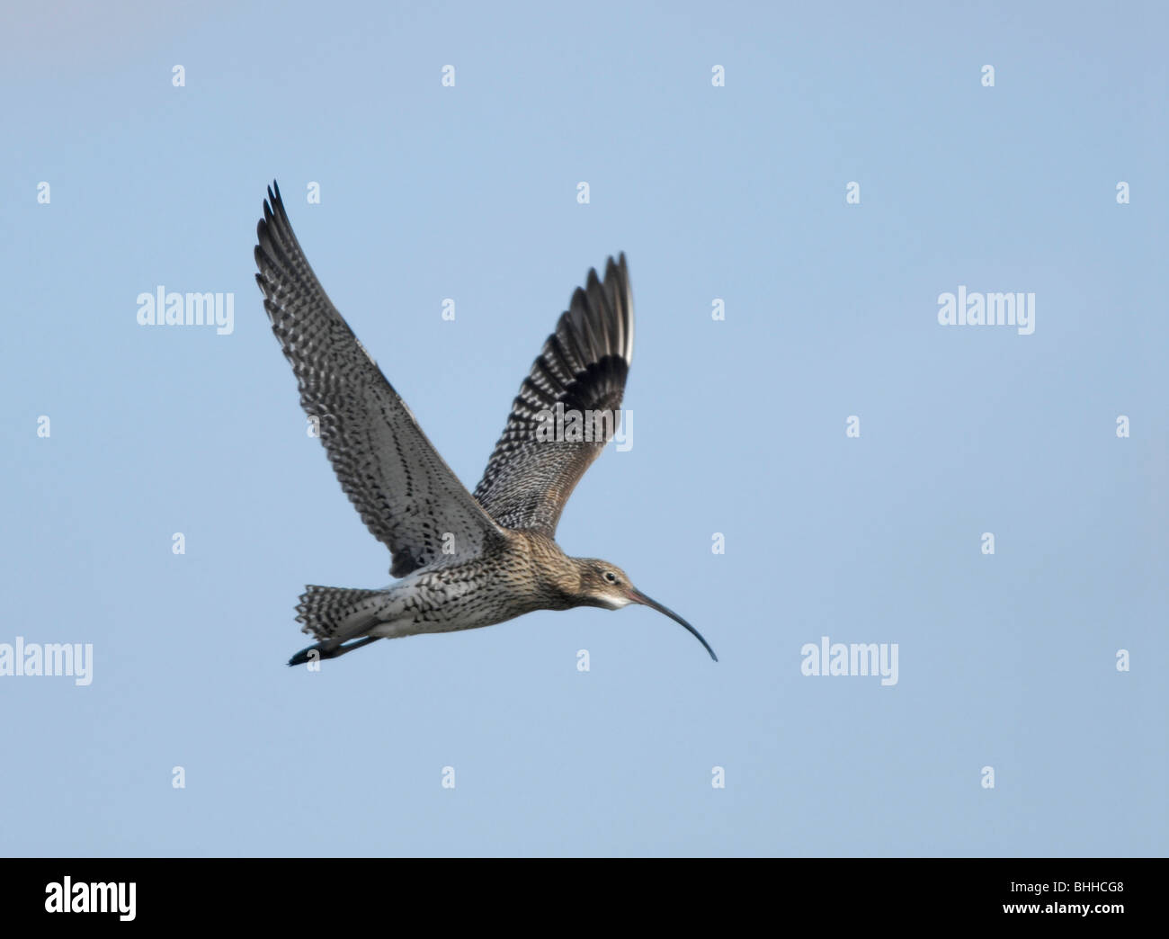 Curlew flying against a light blue sky, Sweden Stock Photo - Alamy