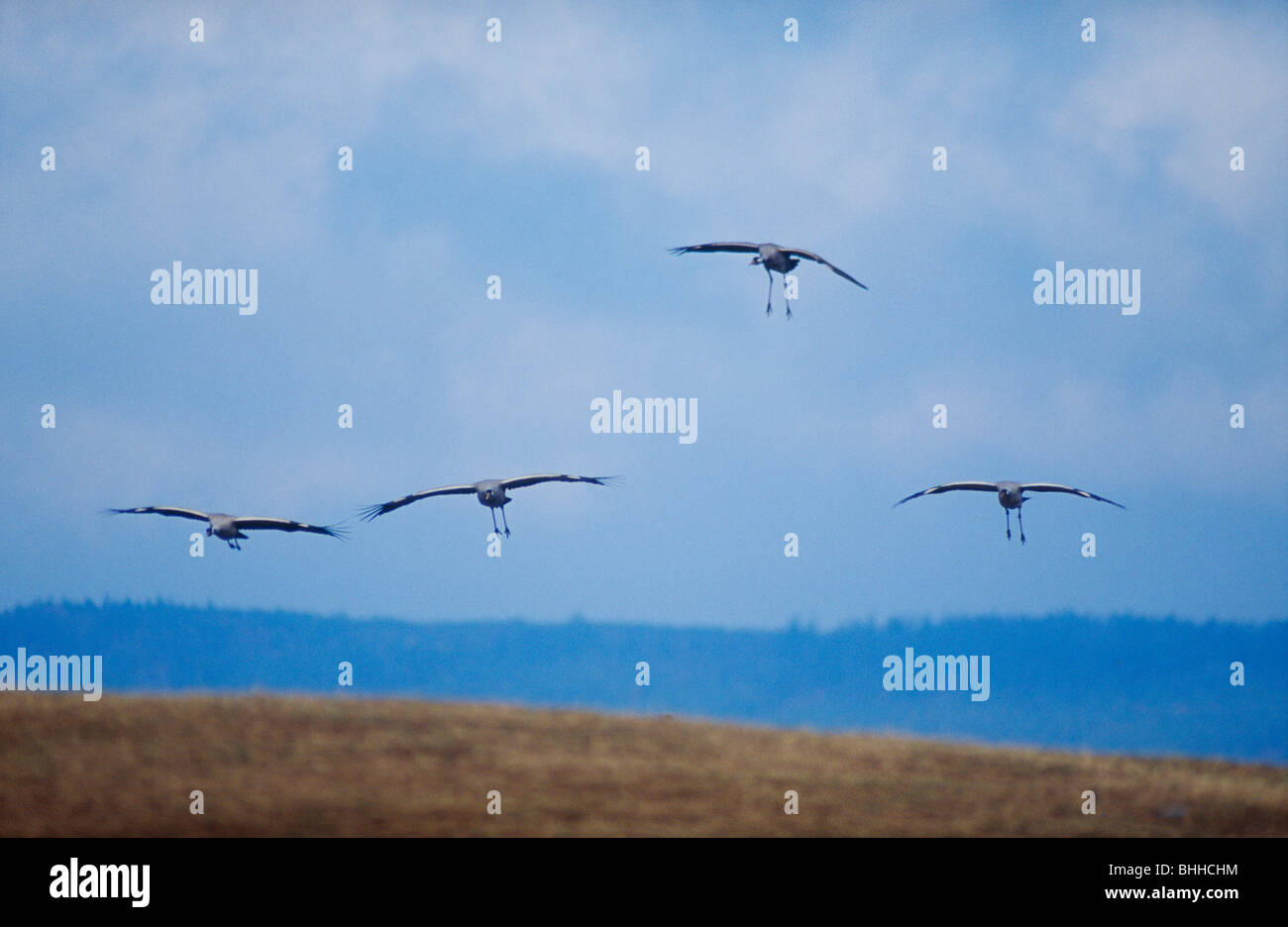 Four flying cranes hi-res stock photography and images - Alamy