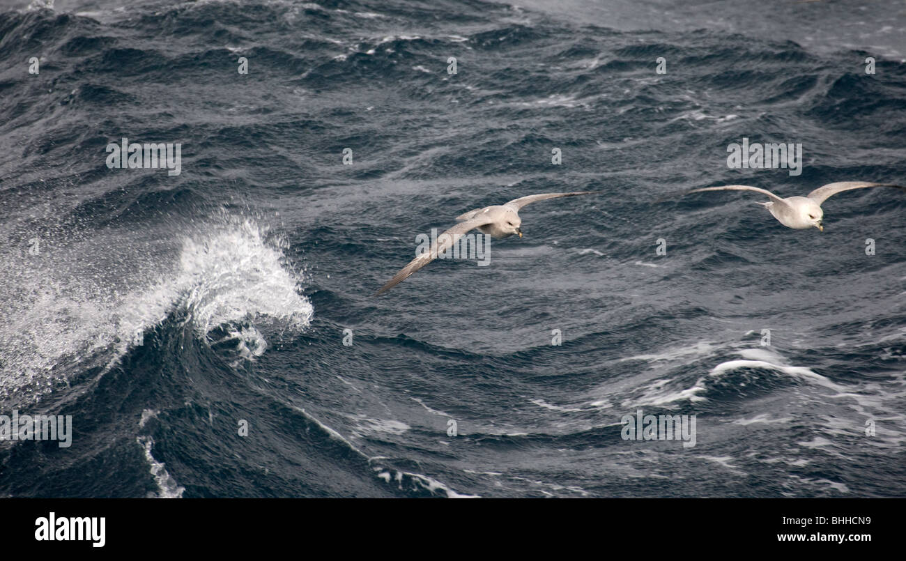 Fulmars flying, Spitsbergen, Svalbard, Norway Stock Photo - Alamy