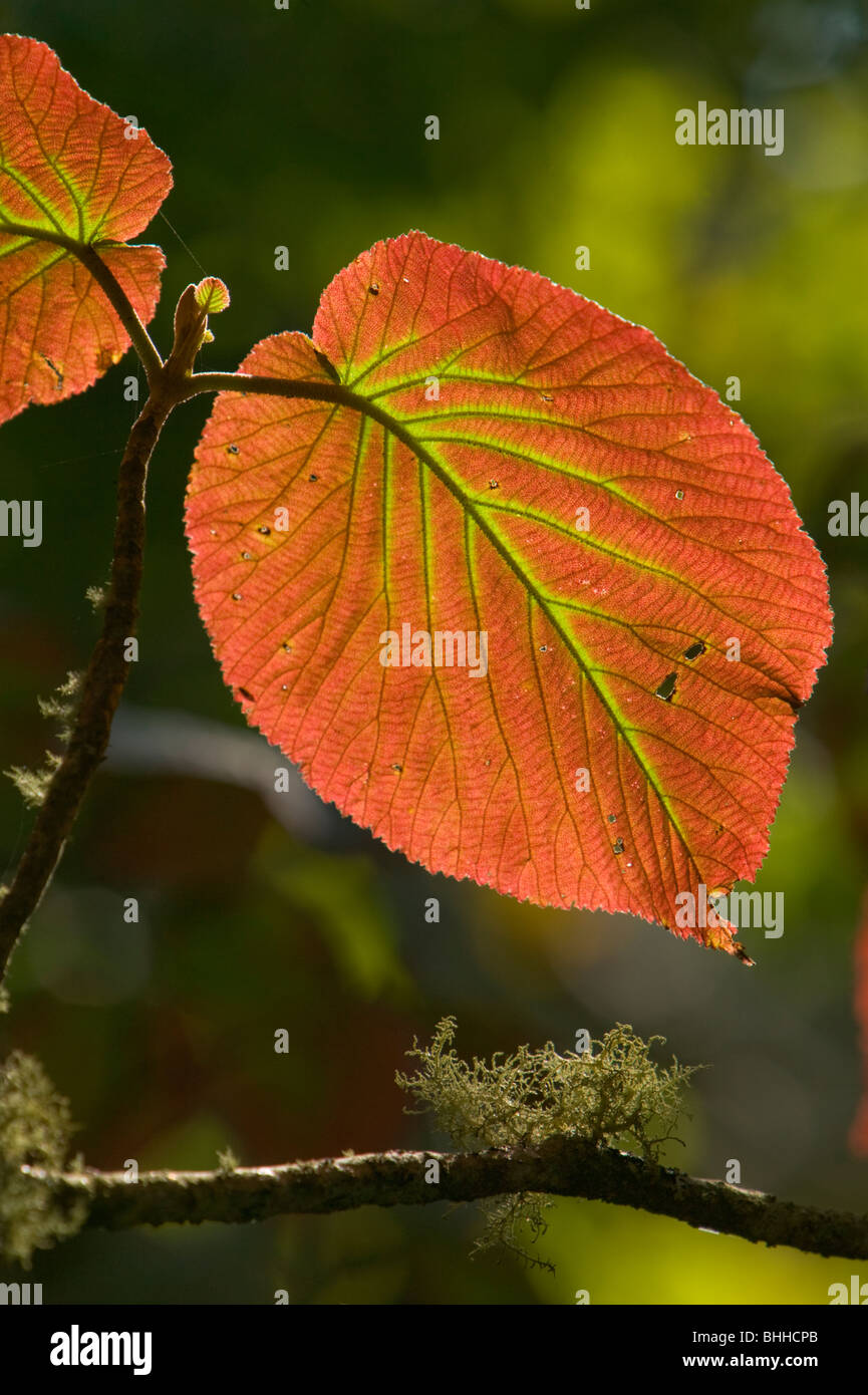 Hobblebush hi-res stock photography and images - Alamy