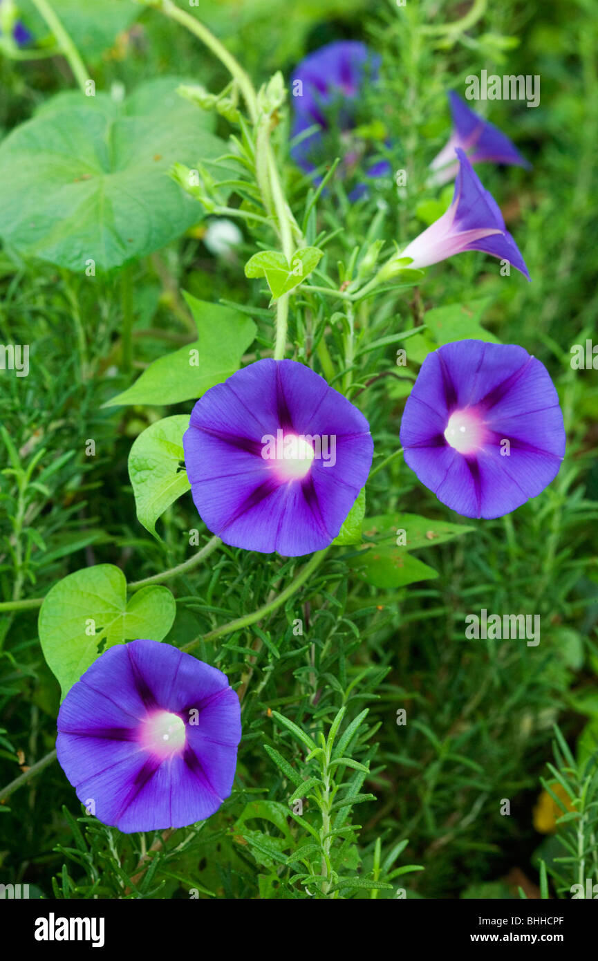 Beautiful morning glory blossom hi-res stock photography and images - Alamy