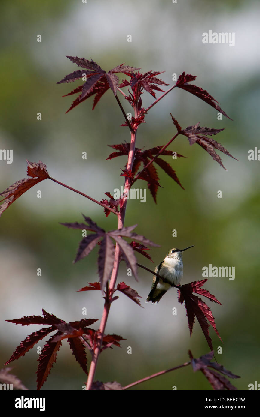 Humming bird tree hi-res stock photography and images - Alamy