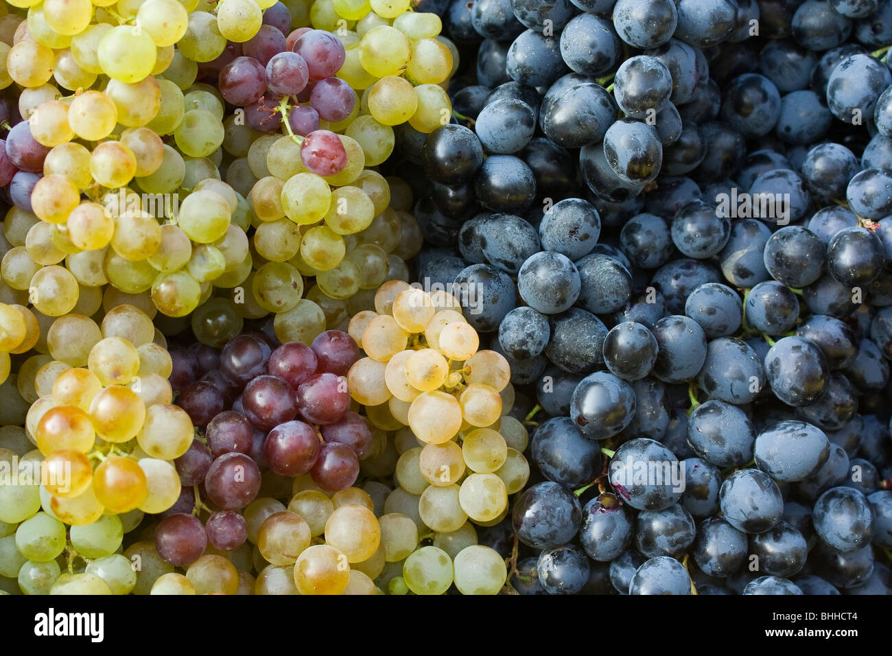 Bunch of grapes of different colors Stock Photo - Alamy