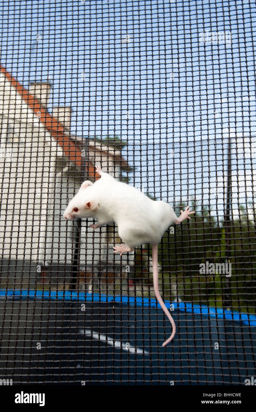A mouse climbing up a net, Sweden Stock Photo - Alamy