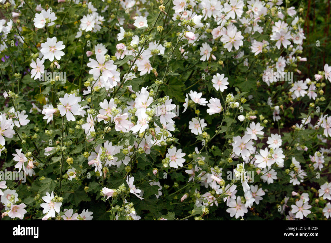 Lavatera 'White Angel' Stock Photo: 28042974 - Alamy