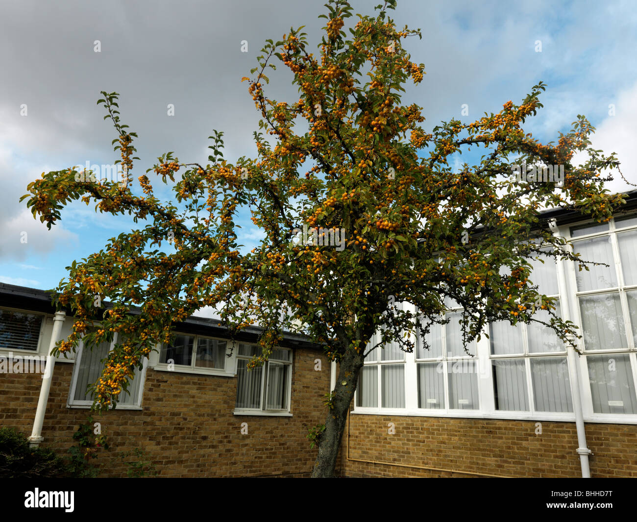 Pyracantha Orange Charmer - Firethorn - tree in Autumn Campus of the ...