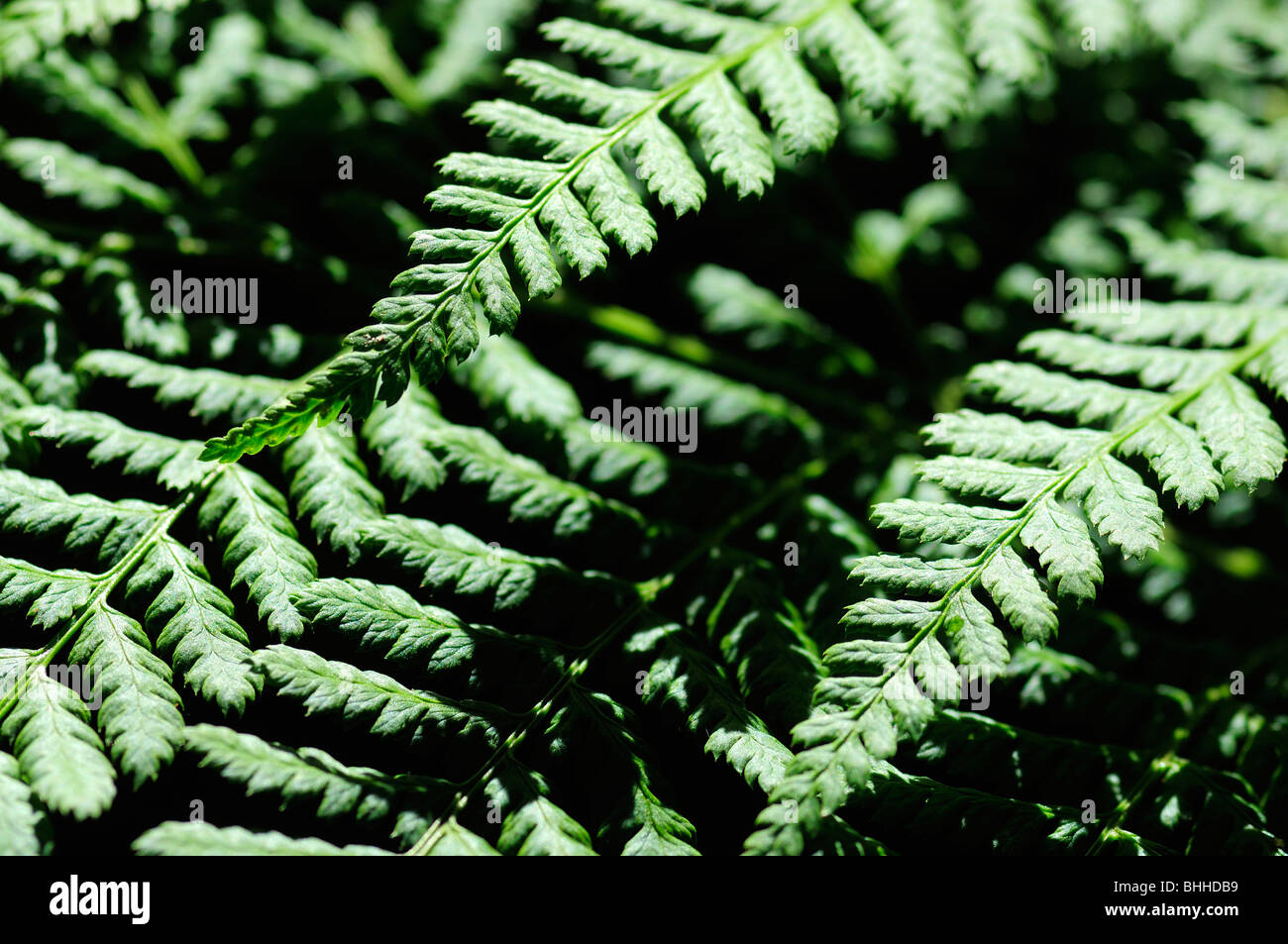 Swedish ferns hi-res stock photography and images - Alamy
