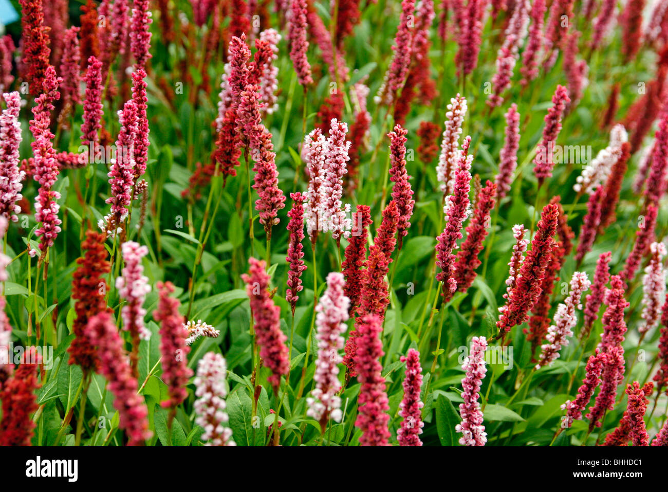 Persicaria High Resolution Stock Photography and Images - Alamy