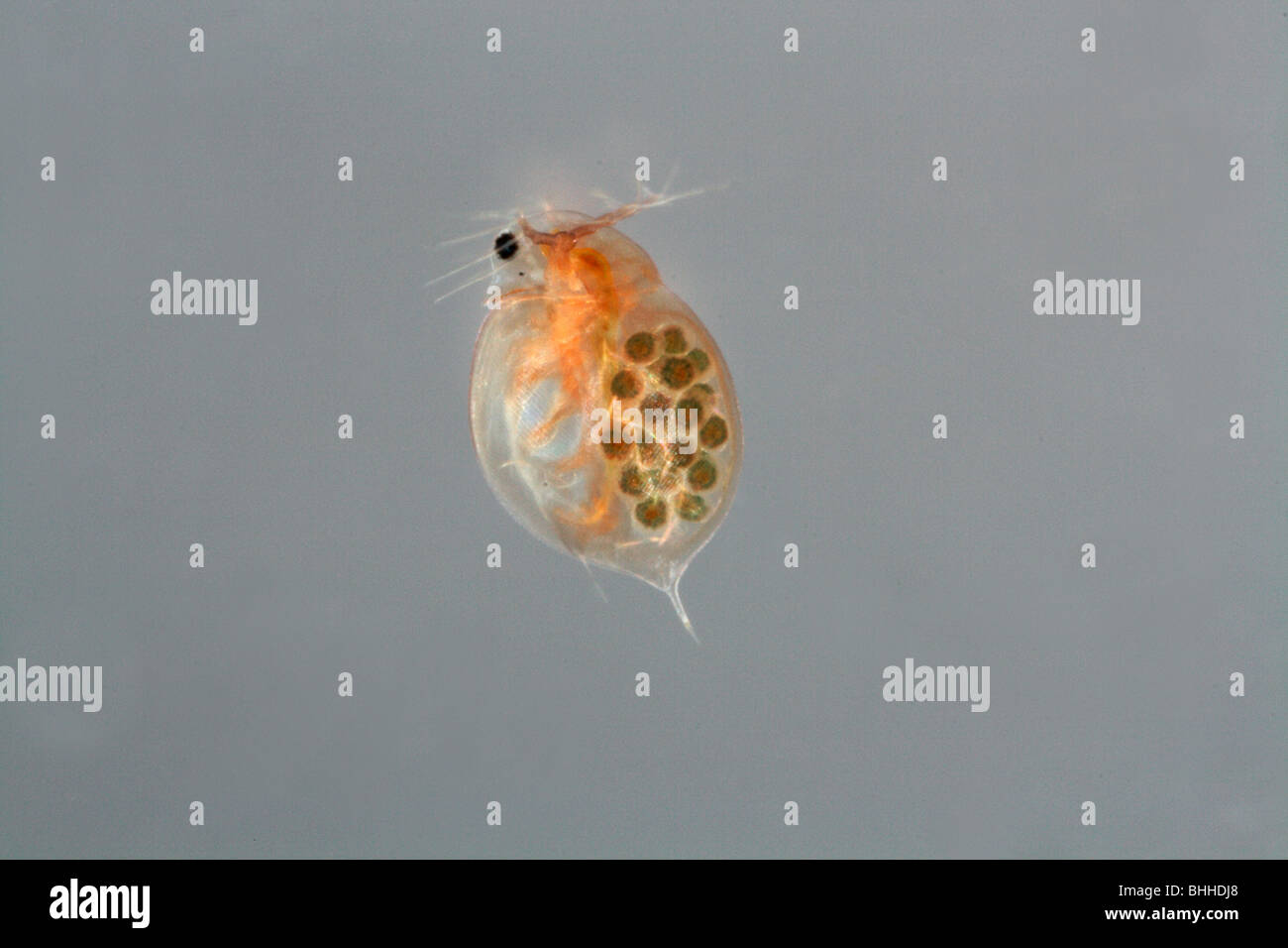 Water fleas hi-res stock photography and images - Alamy