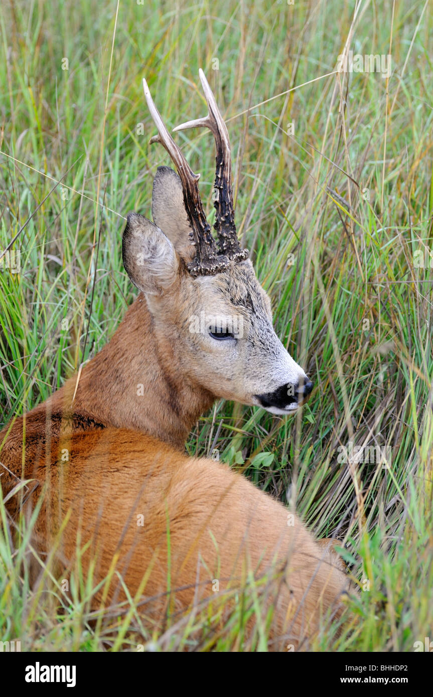A roebuck, Sweden Stock Photo - Alamy