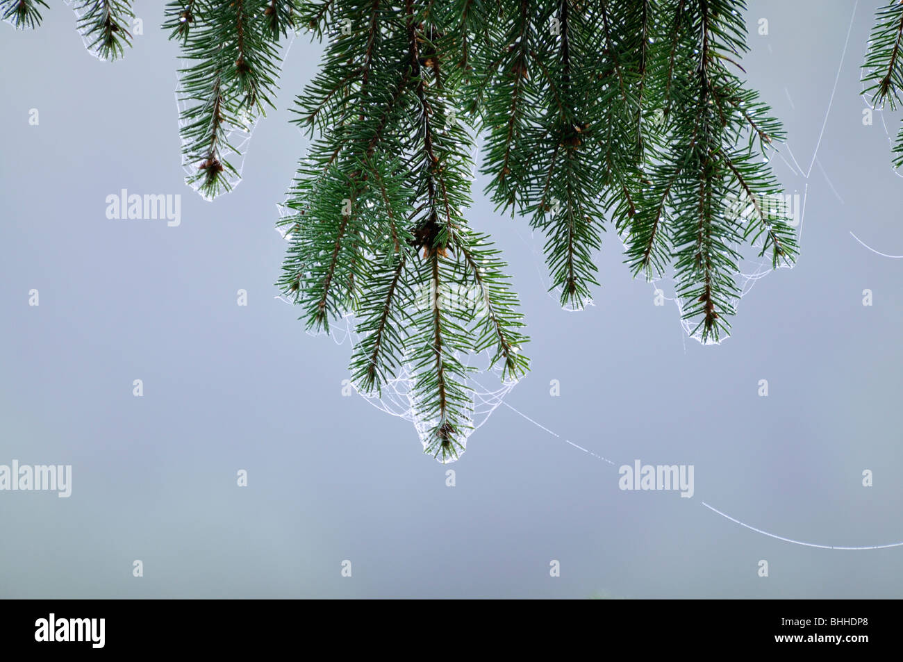 Fir tree and spider''s web, close-up, Sweden Stock Photo - Alamy