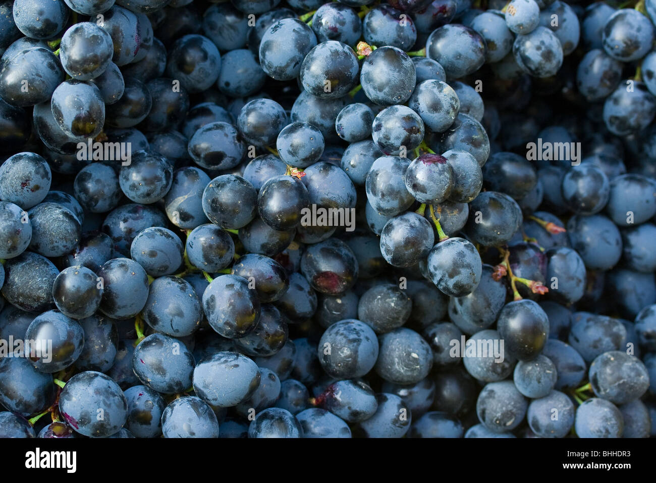 Bunch of grapes of different colors Stock Photo - Alamy