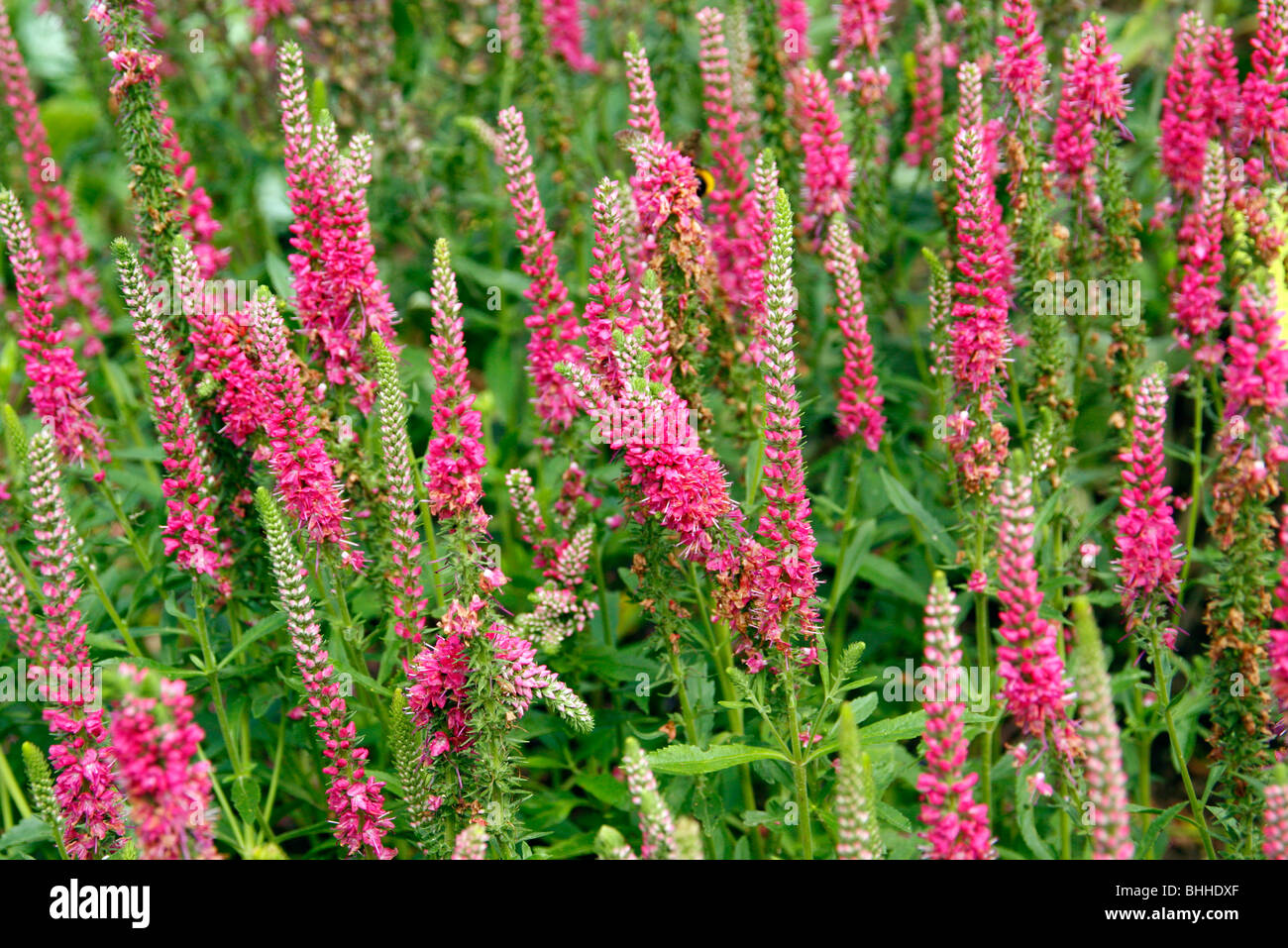 Veronica Spicata High Resolution Stock Photography and Images - Alamy