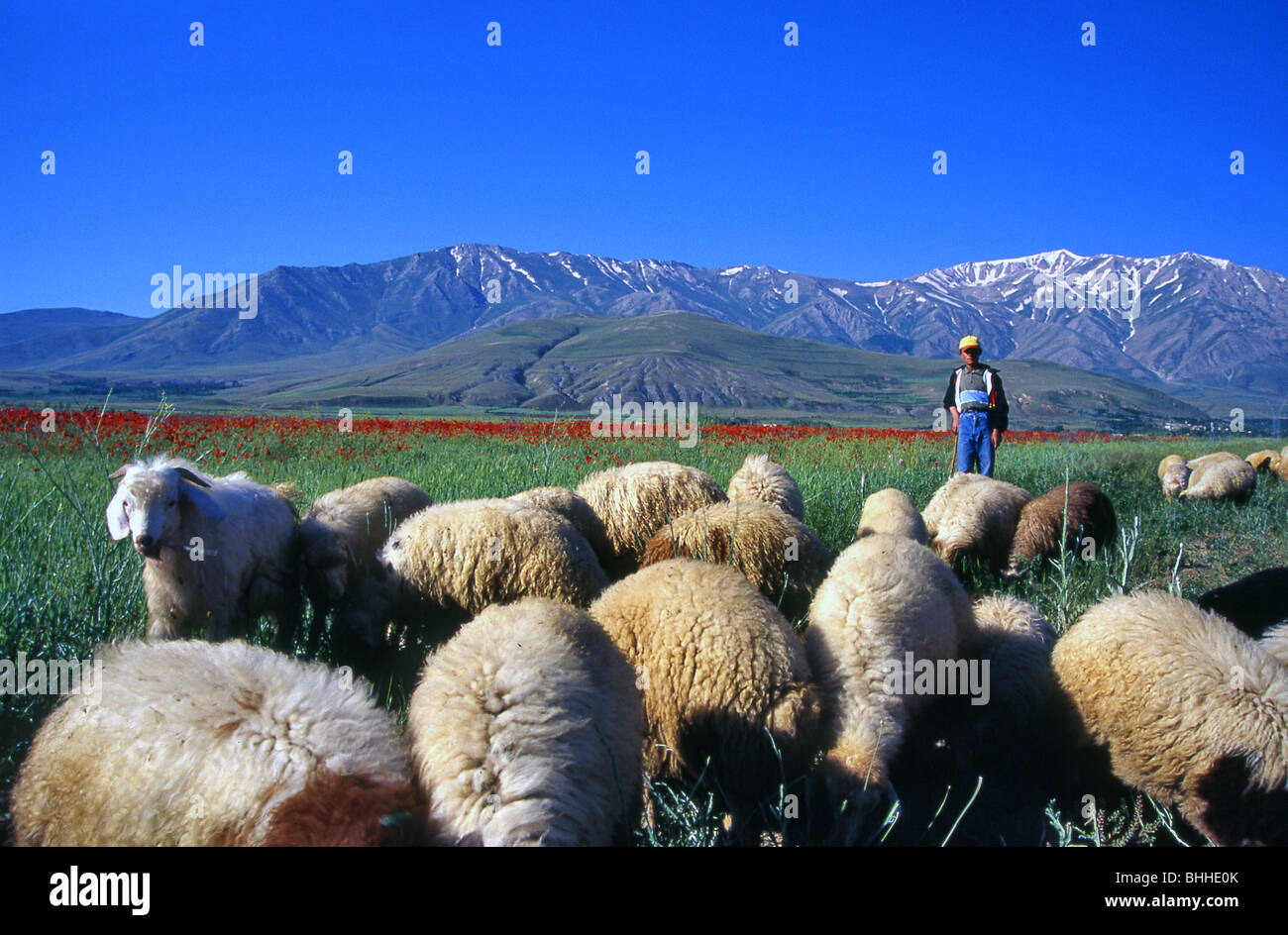 Sheep van hi-res stock photography and images - Alamy