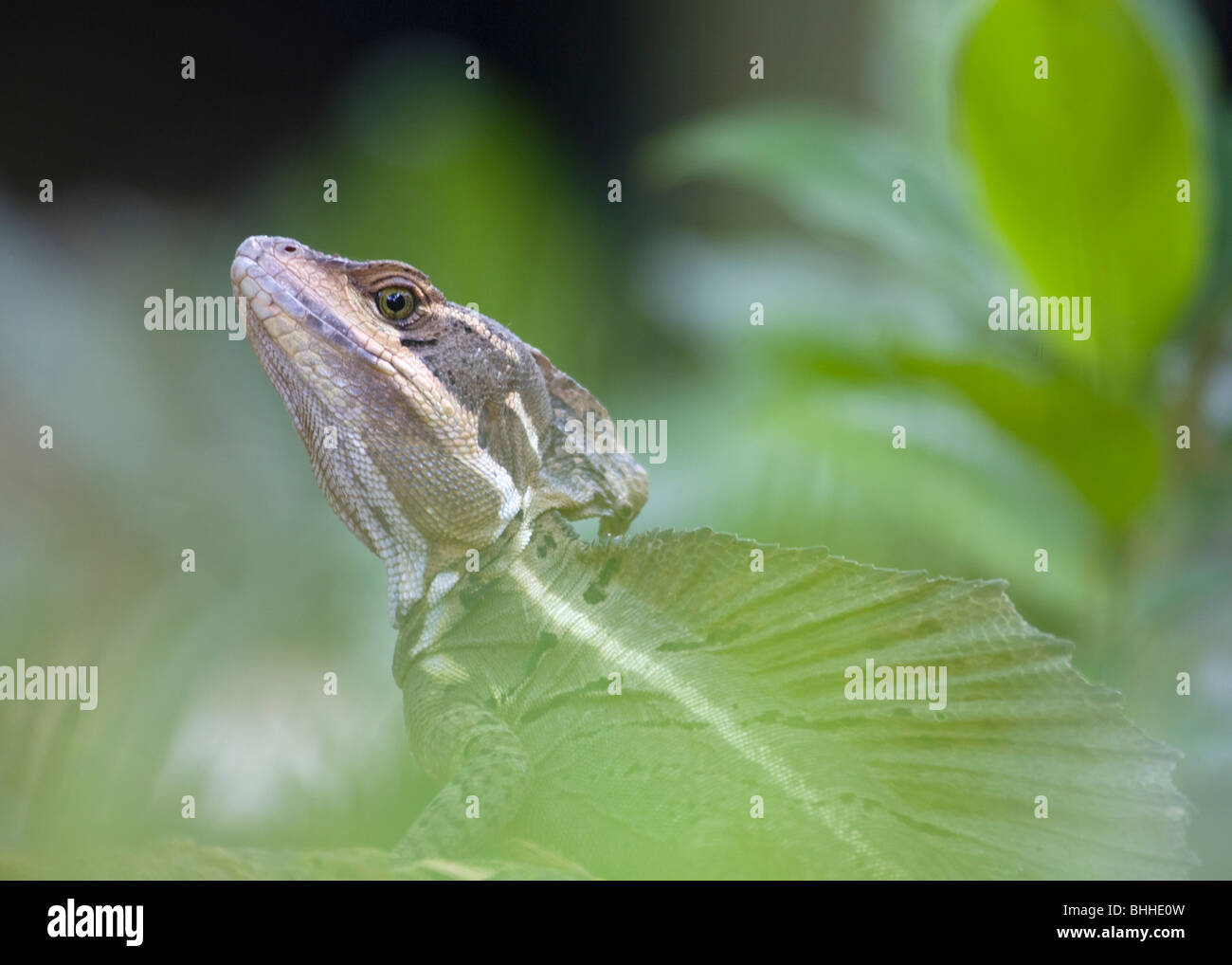 Common basilisk, Costa Rica Stock Photo - Alamy