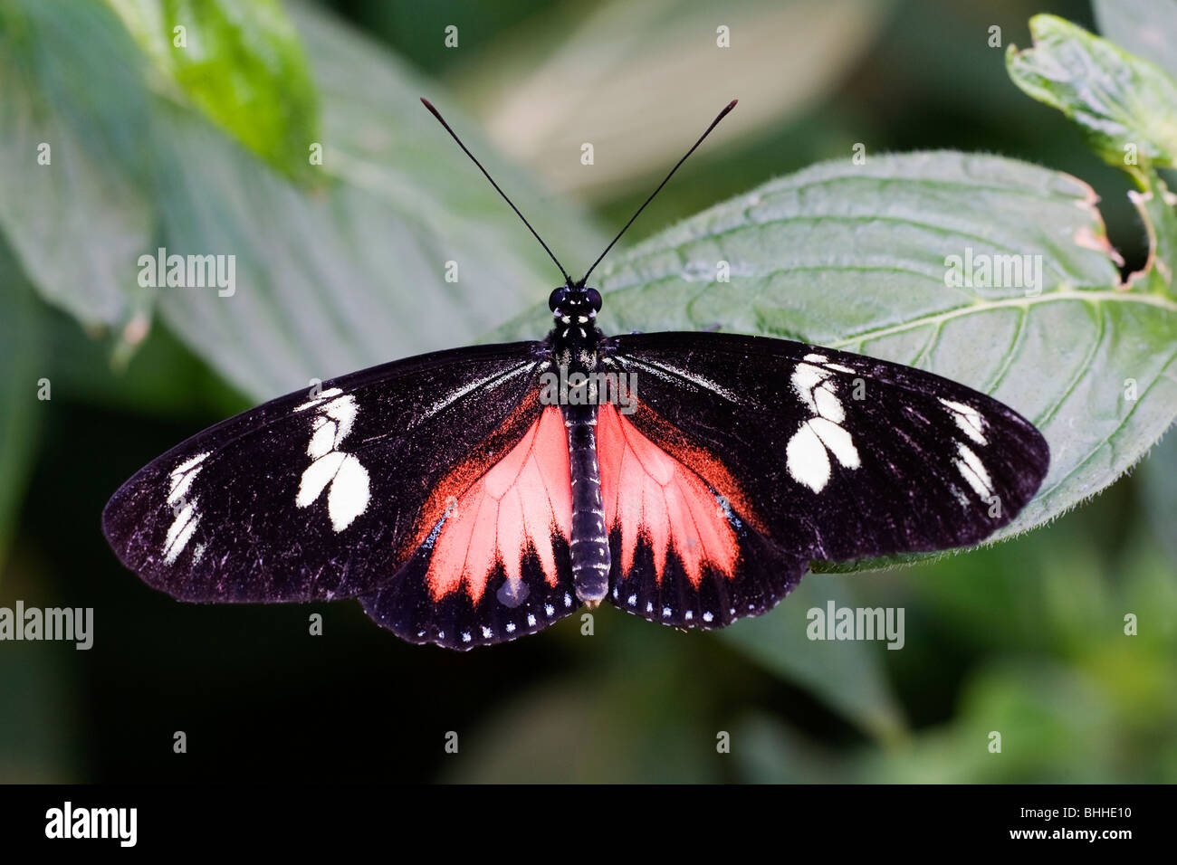 Butterfly, Costa Rica Stock Photo - Alamy
