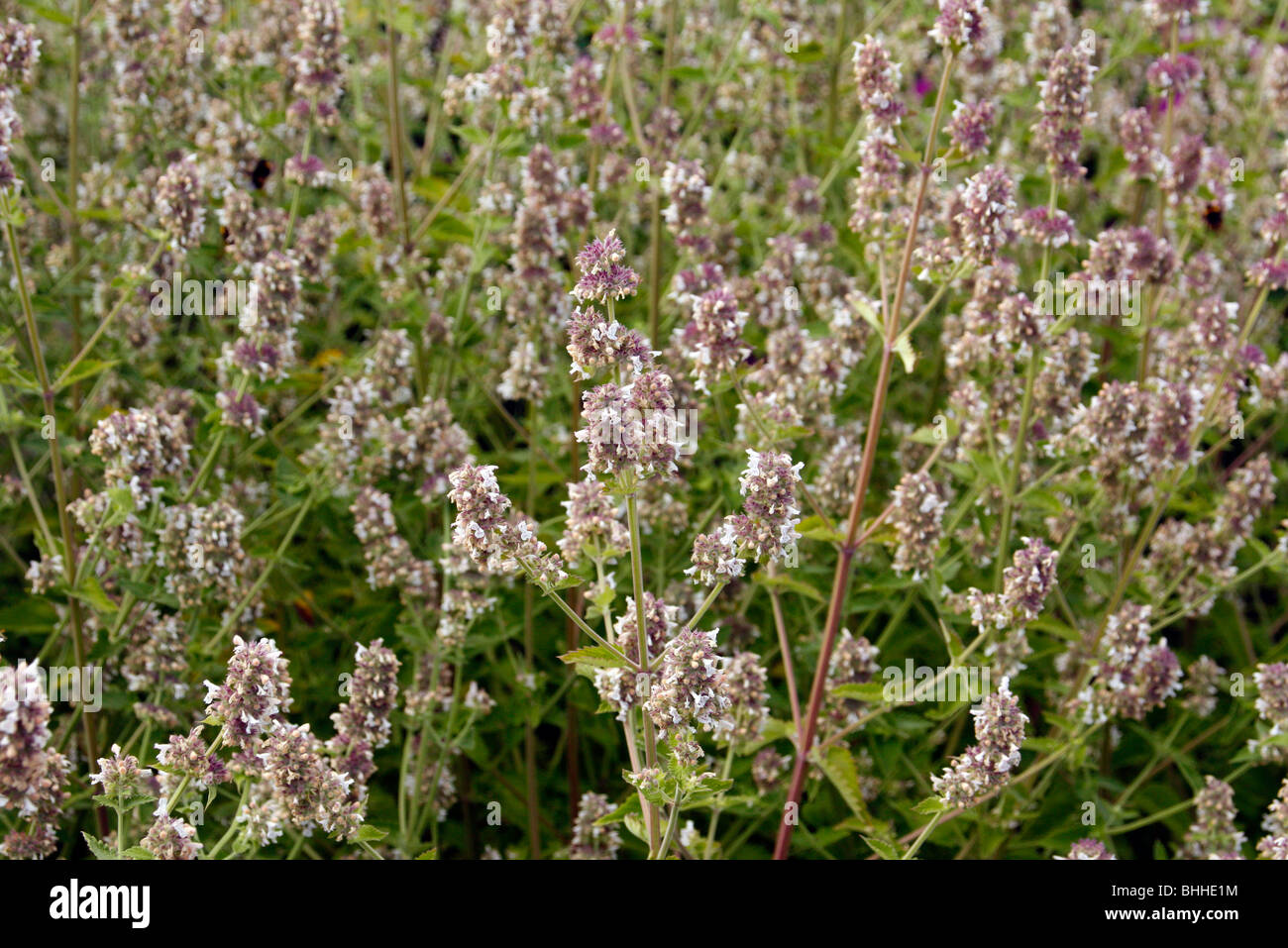 Cataria plant hi-res stock photography and images - Alamy
