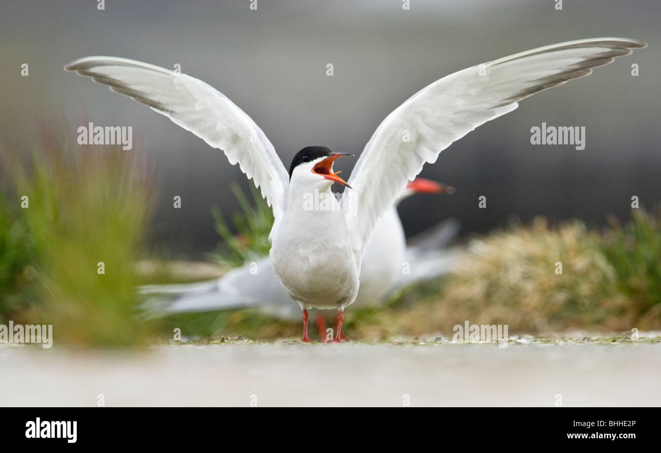 An arctic tern, Norway Stock Photo - Alamy