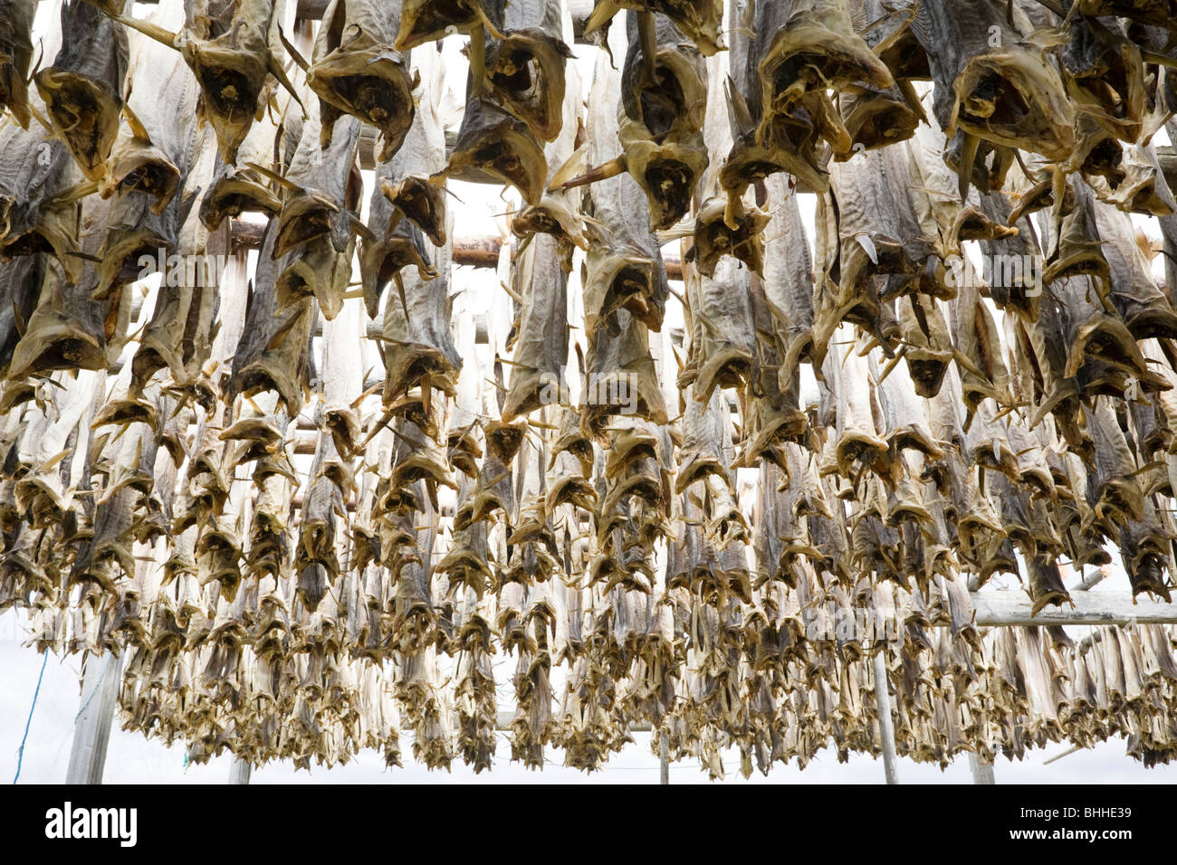 Fish drying on stand, Norway Stock Photo - Alamy