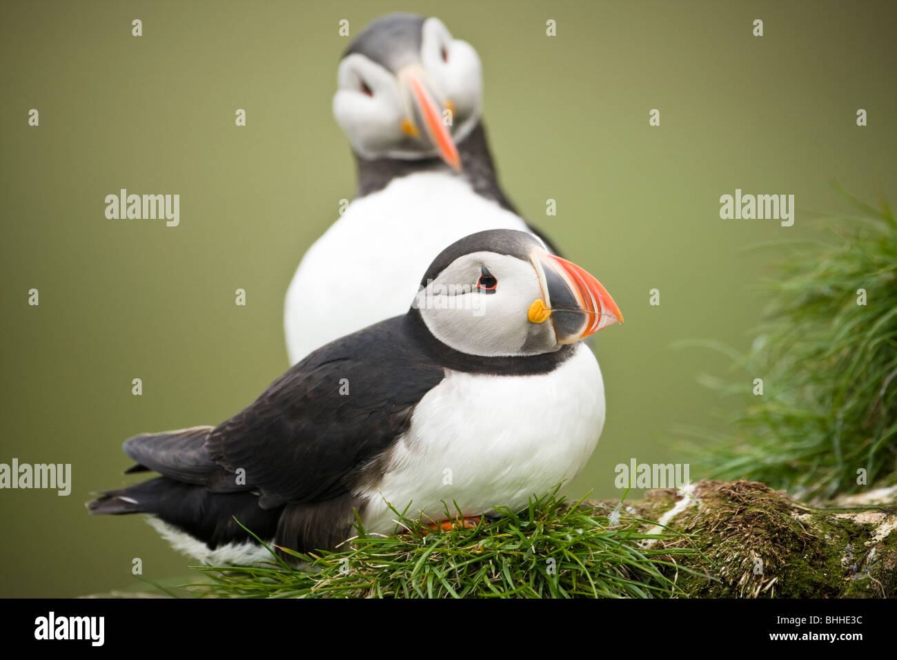 Two puffins together hi-res stock photography and images - Alamy