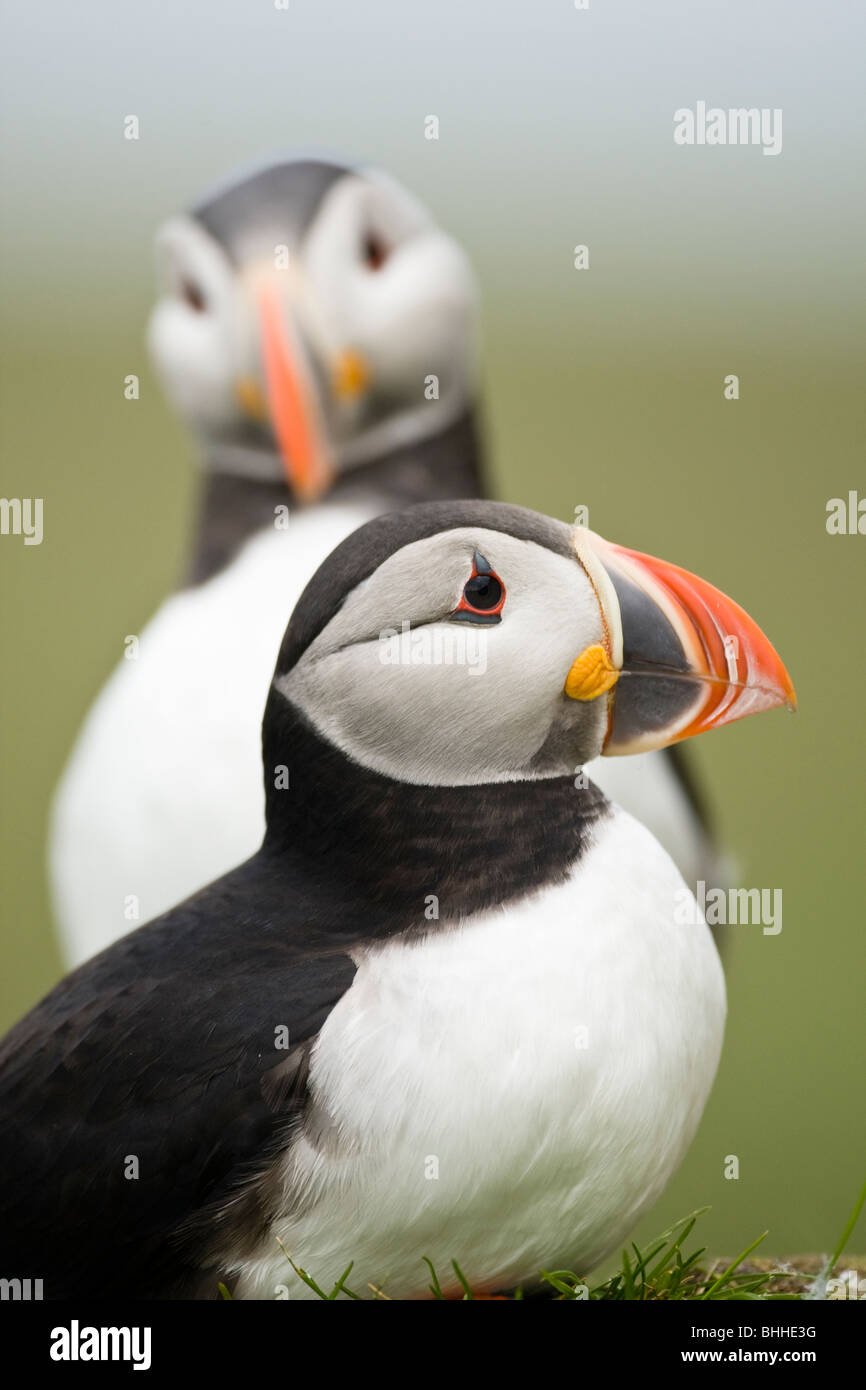 Two puffins, Norway Stock Photo - Alamy