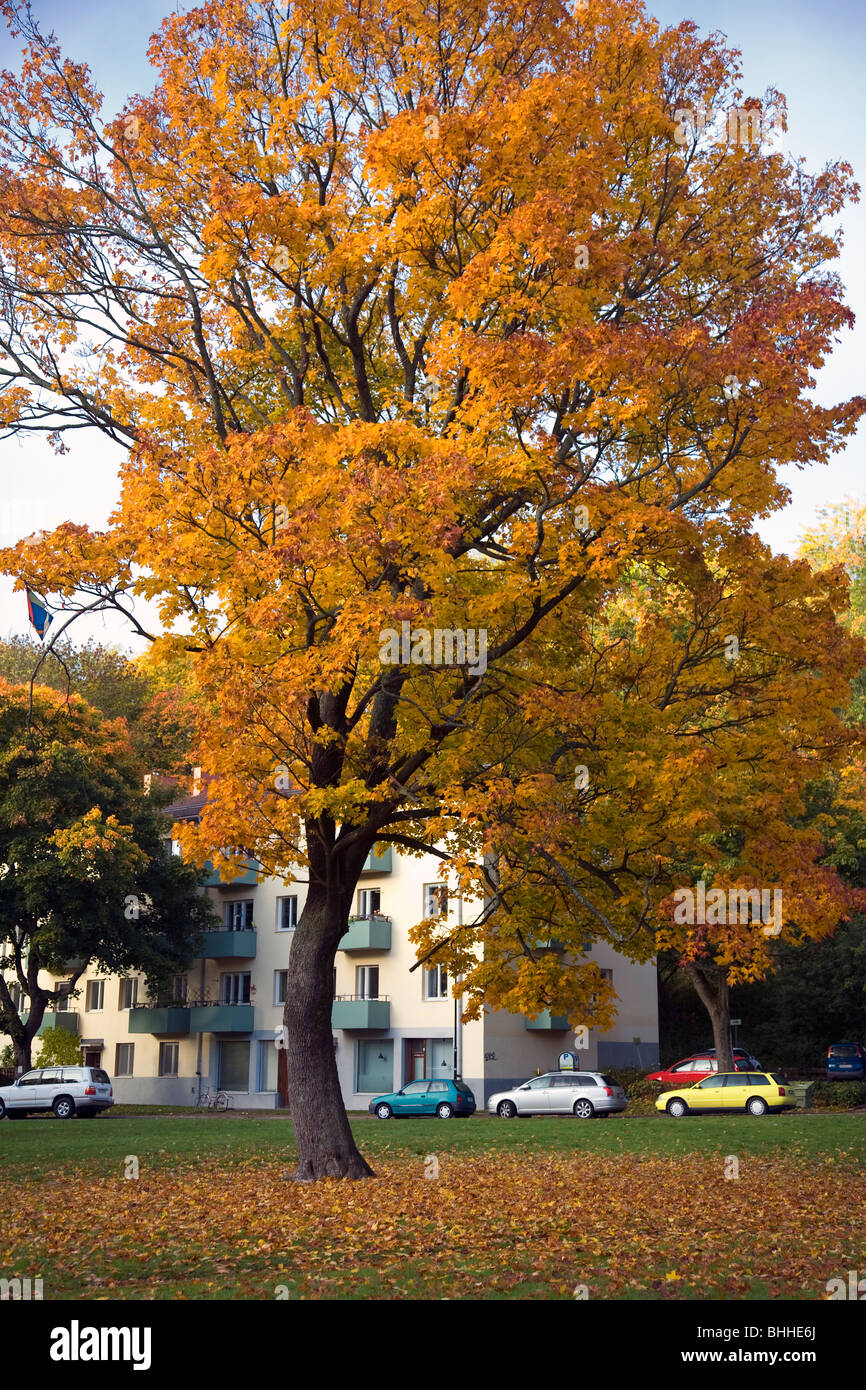 Park leaf trees in stockholm hi-res stock photography and images - Alamy