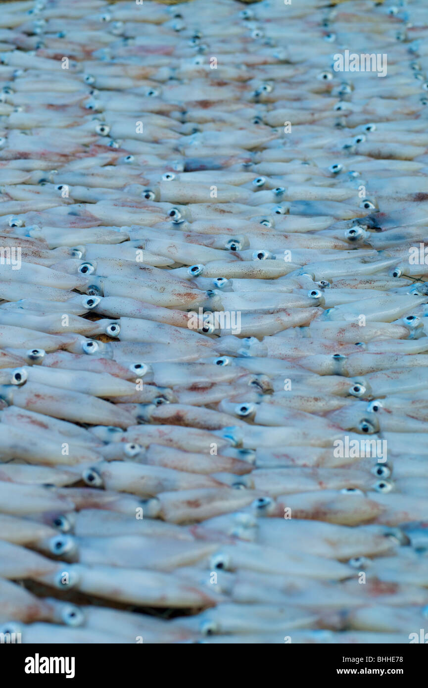 Drying seafood hi-res stock photography and images - Alamy