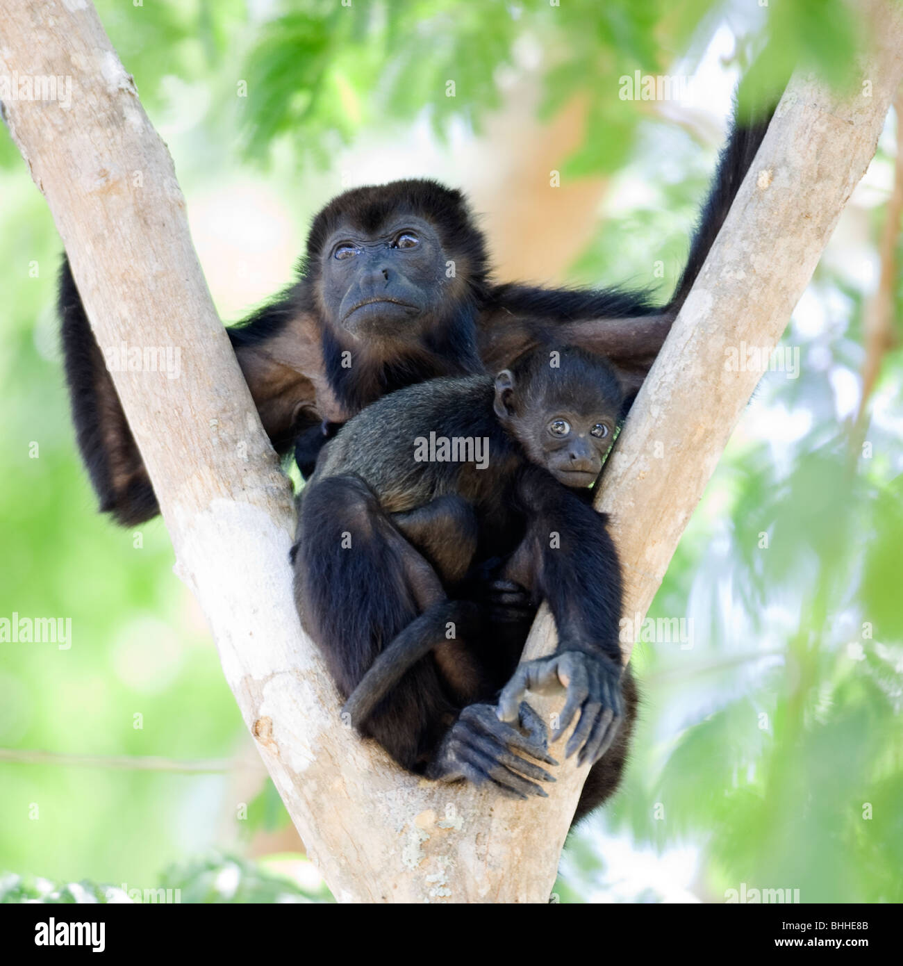 Square Monkeys High Resolution Stock Photography and Images - Alamy