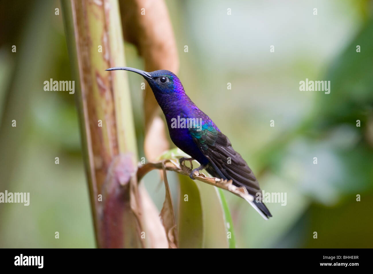 Animal Po Stock Photos & Animal Po Stock Images - Alamy