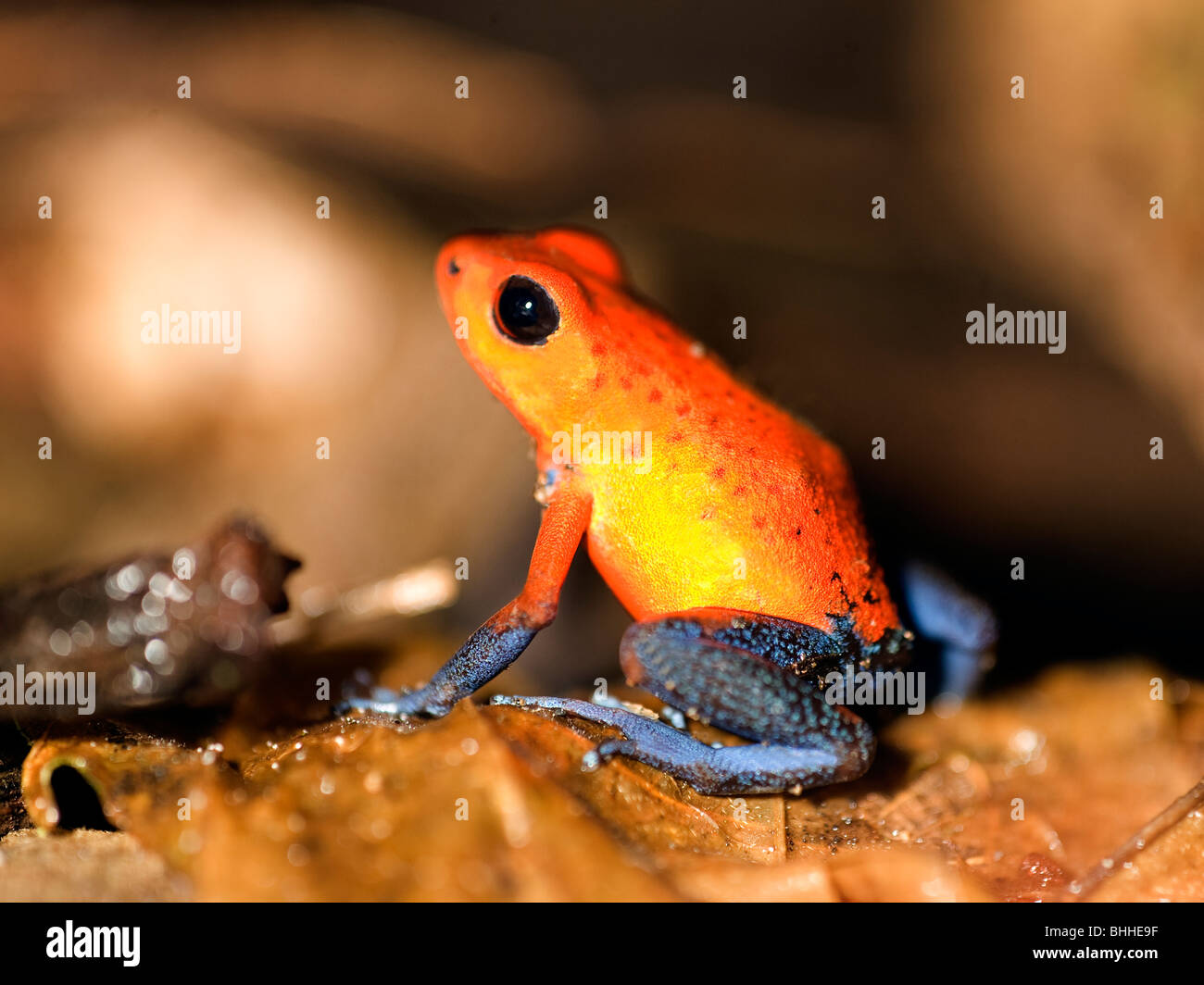 Red and blue poison dart frog, Costa Rica Stock Photo - Alamy