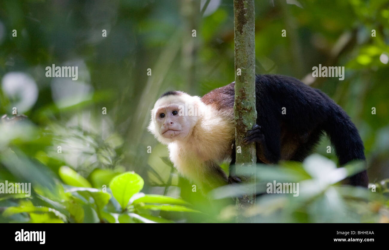 White-faced capuchin in the rain forest, Costa Rica Stock Photo - Alamy