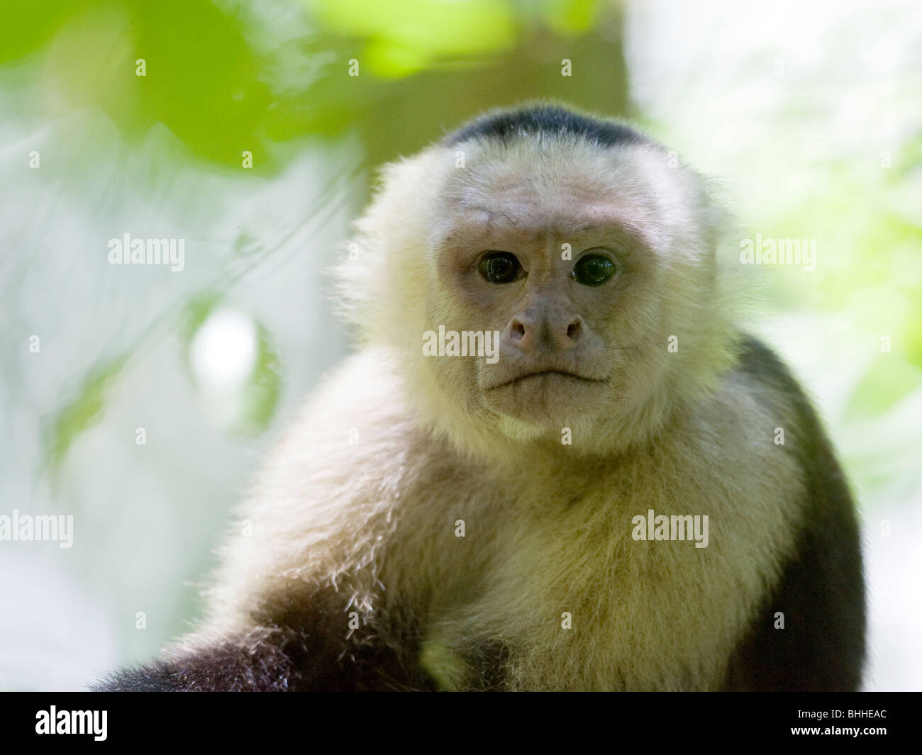 Portrait of a white-faced capuchin, Costa Rica Stock Photo - Alamy
