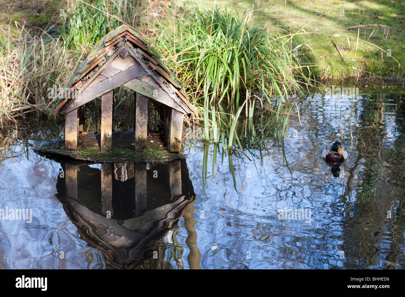 Duck by the river house hi-res stock photography and images - Alamy