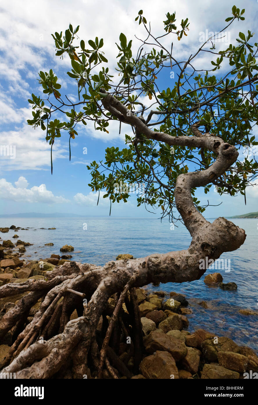 Lone mangrove tree hi-res stock photography and images - Alamy