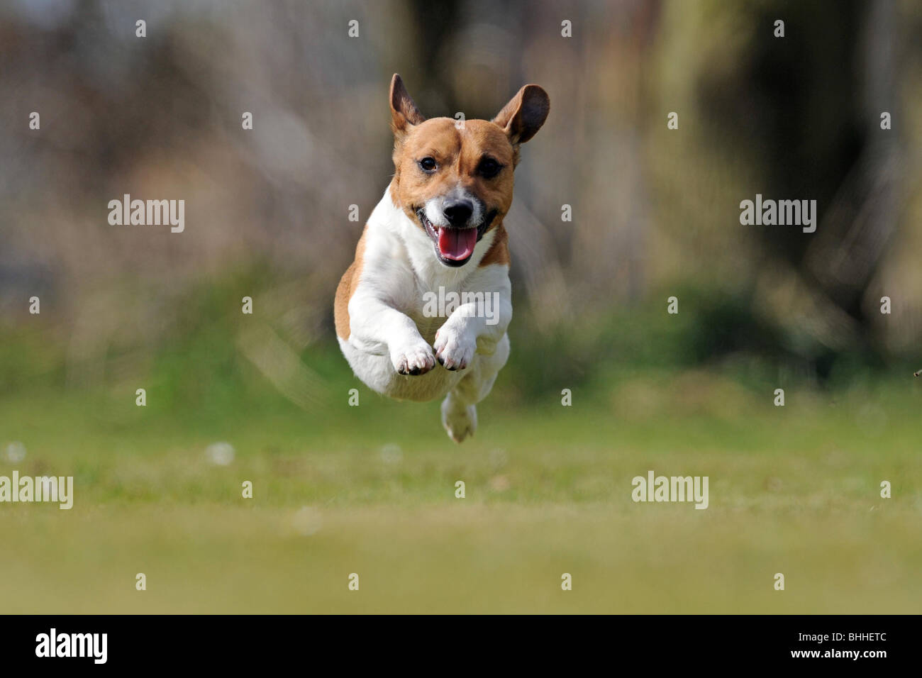 Running dog hi-res stock photography and images - Alamy