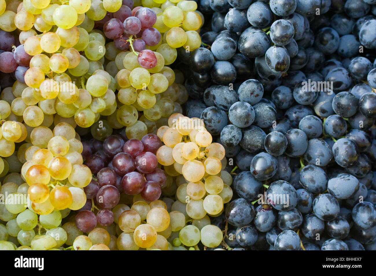 Bunch of grapes of different colors Stock Photo - Alamy