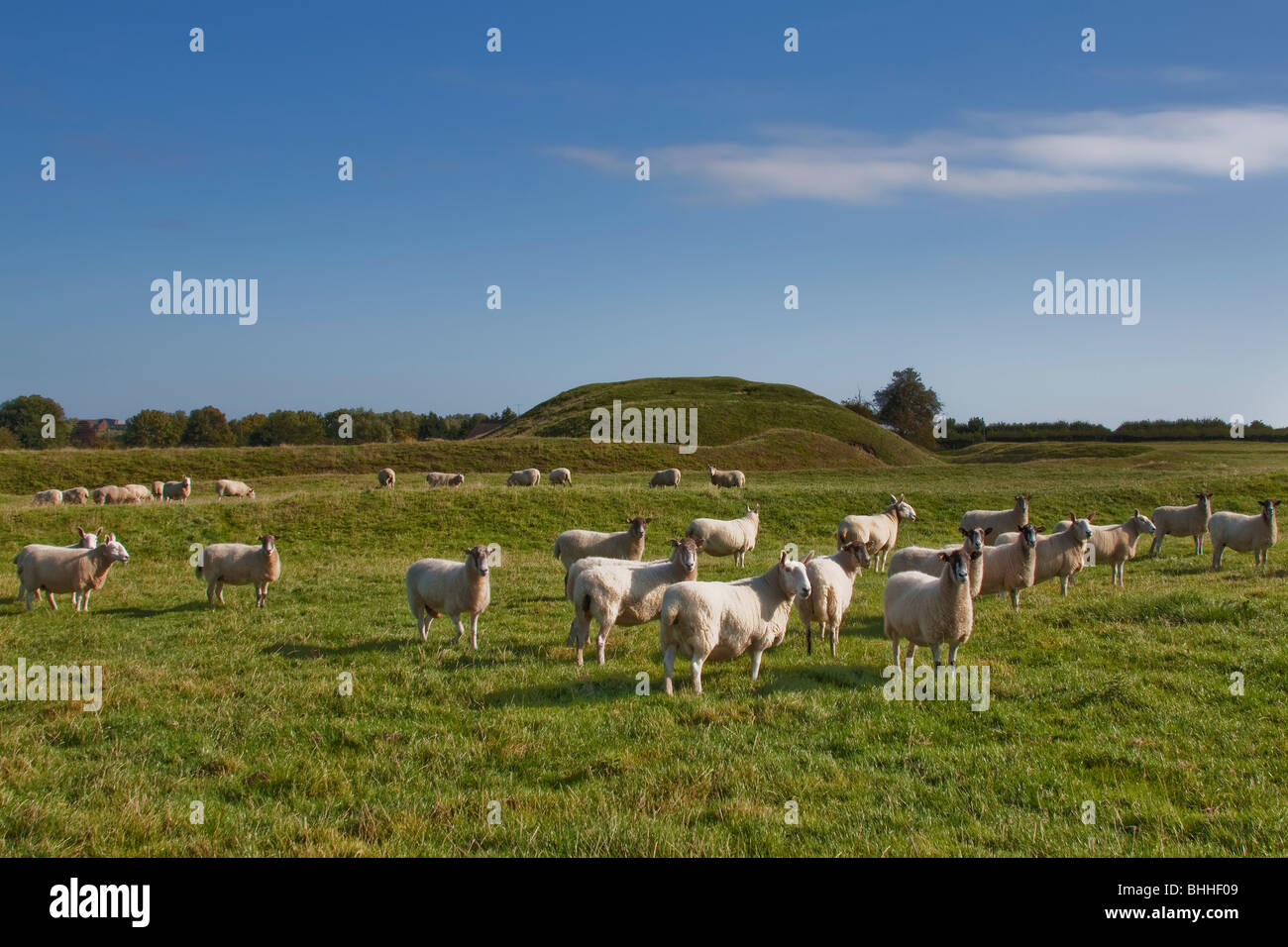 sheep in countryside Stock Photo - Alamy
